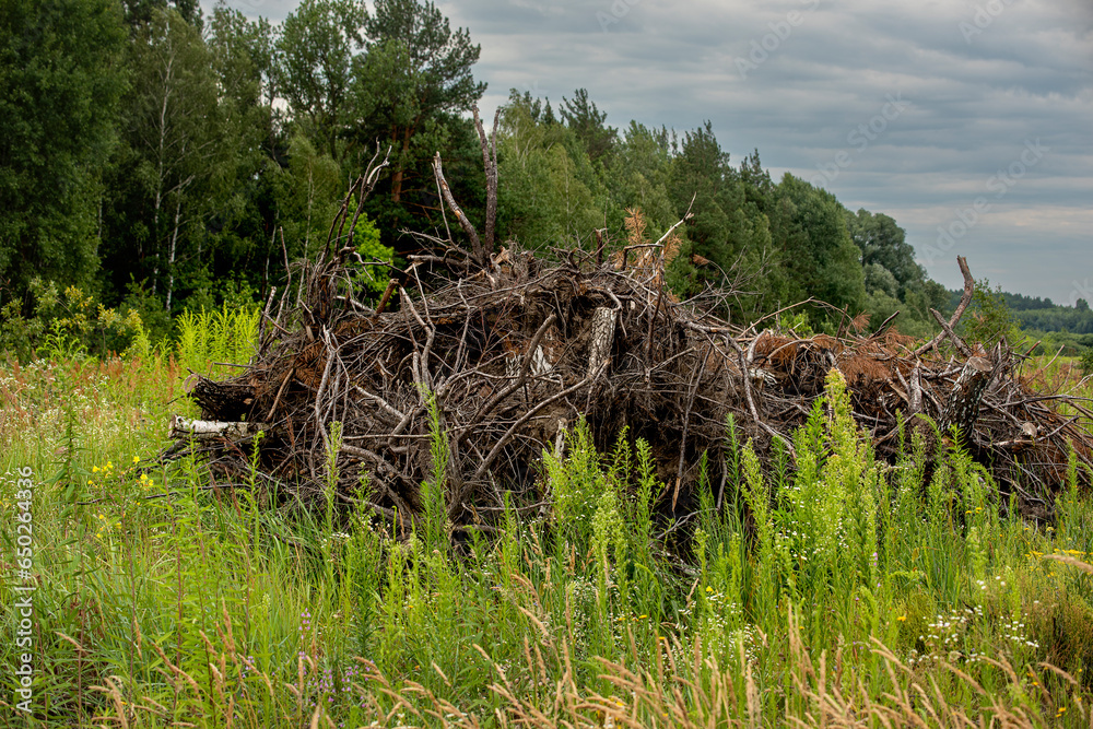 place after the destruction of the forest. remnants of cut down trees ...