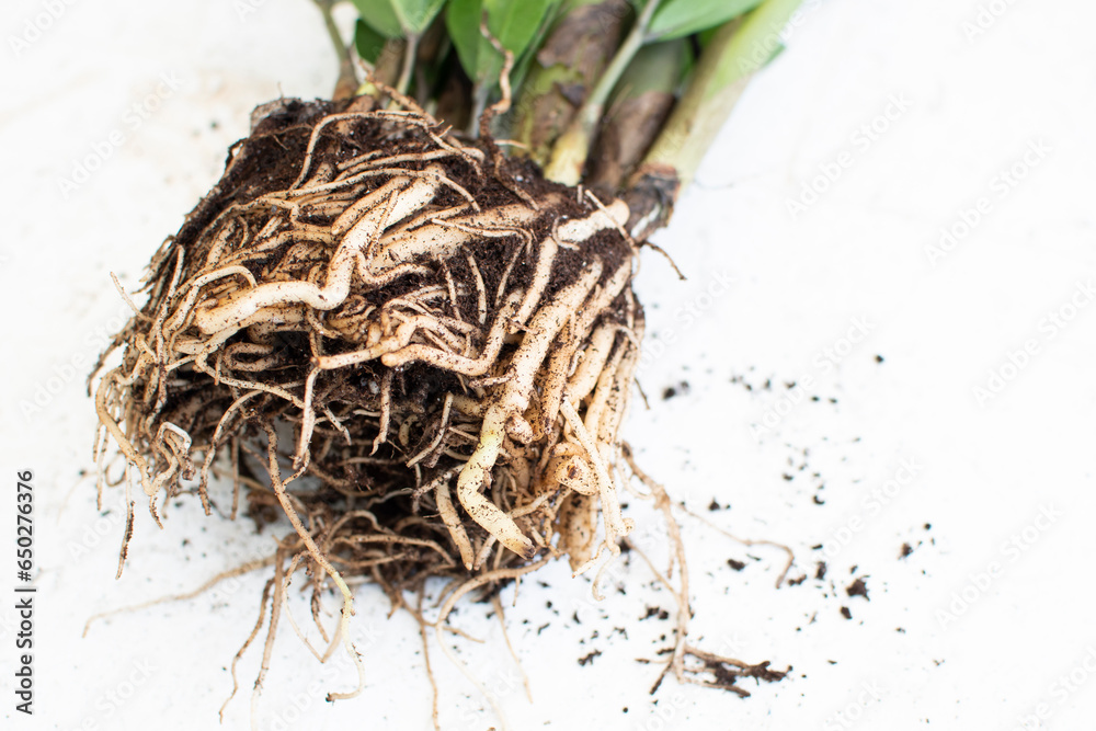 ZZ plant, Zamioculcas zamiifolia, roots. House plant Root system ...