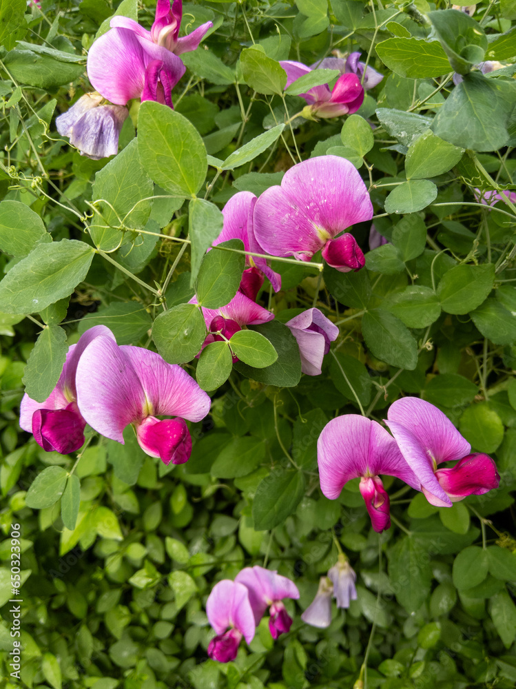 Lathyrus latifolius (the perennial peavine, perennial pea, broad-leaved ...