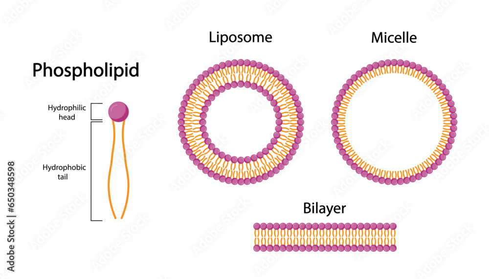 Liposome, Micelle and Bilayer structure. Phospholipid with hydrophilic head and hydrophobic ...