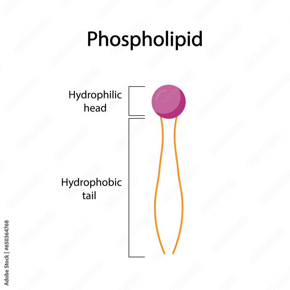 Phospholipid Molecule Structure. Hydrophilic Head which is a polar head and Hydrophobic Tails ...