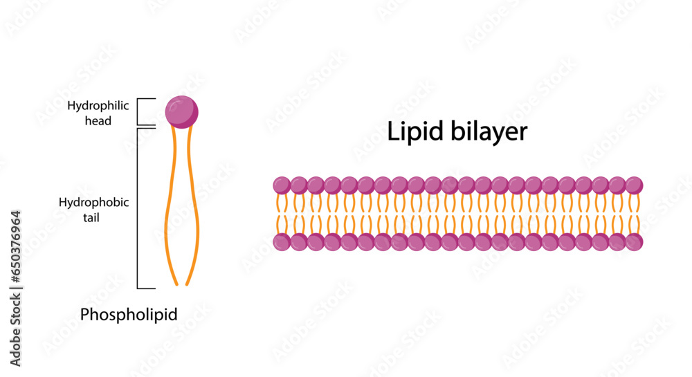 Lipid bilayer. Phospholipid Molecule Structure. Hydrophilic Head which ...