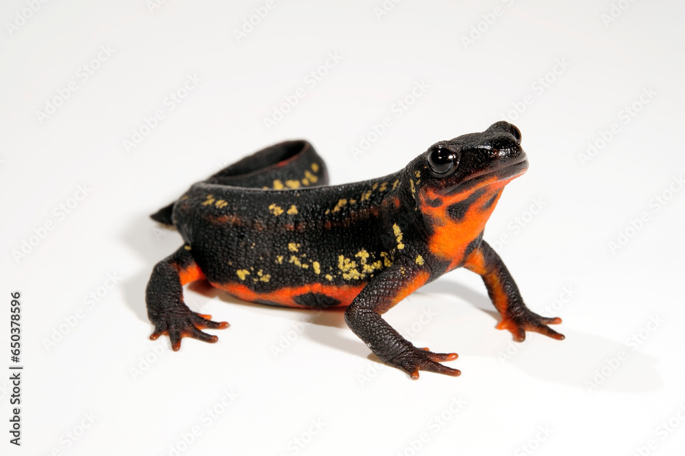 Sword-tail newt // Schwertschwanzmolch (Cynops ensicauda popei) - Japan ...