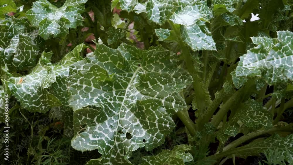 Milk thistle plant leaf texture in a close-up. These leaves are ...