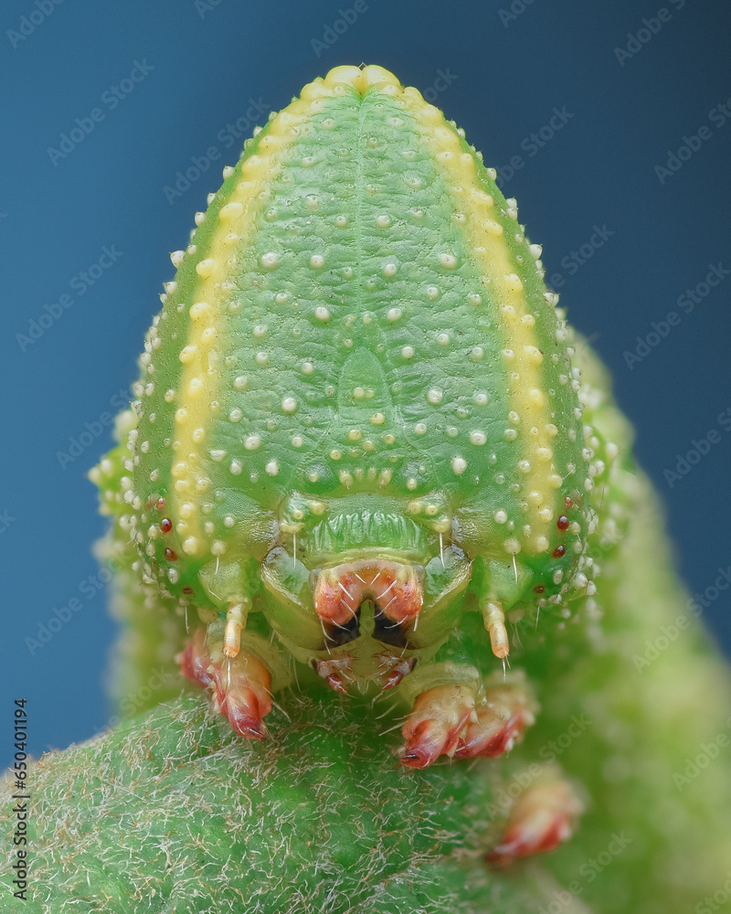 Portrait of a green larvae with warts and a triangular head, blue ...