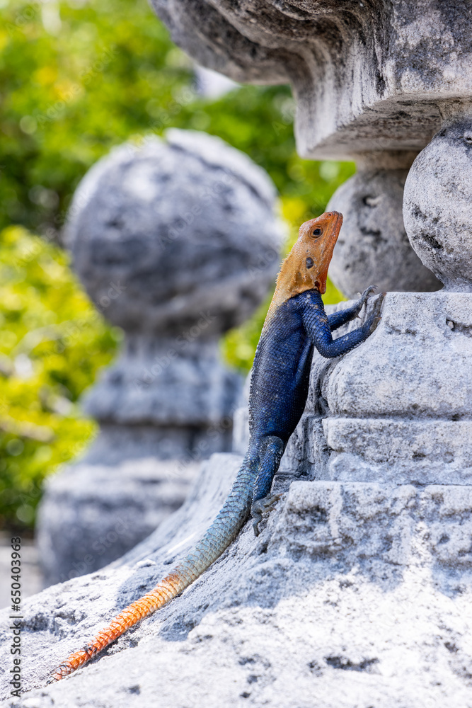 Southern rock agama lizard sitting on rock, a blue, red and orange ...