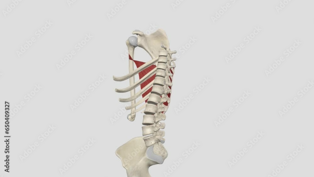 The latissimus dorsi muscle is a broad, flat muscle that occupies the ...