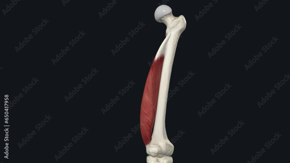 Vidéo Stock Vastus medialis is one of the four muscles that make up the ...