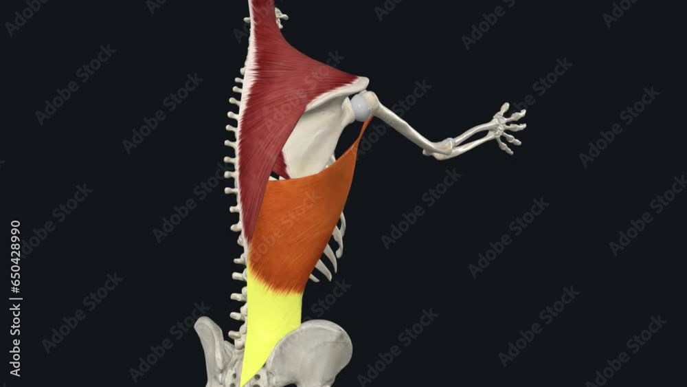 Latissimus Dorsi Shoulder Retraction Scapula Adduction Stock-Video ...