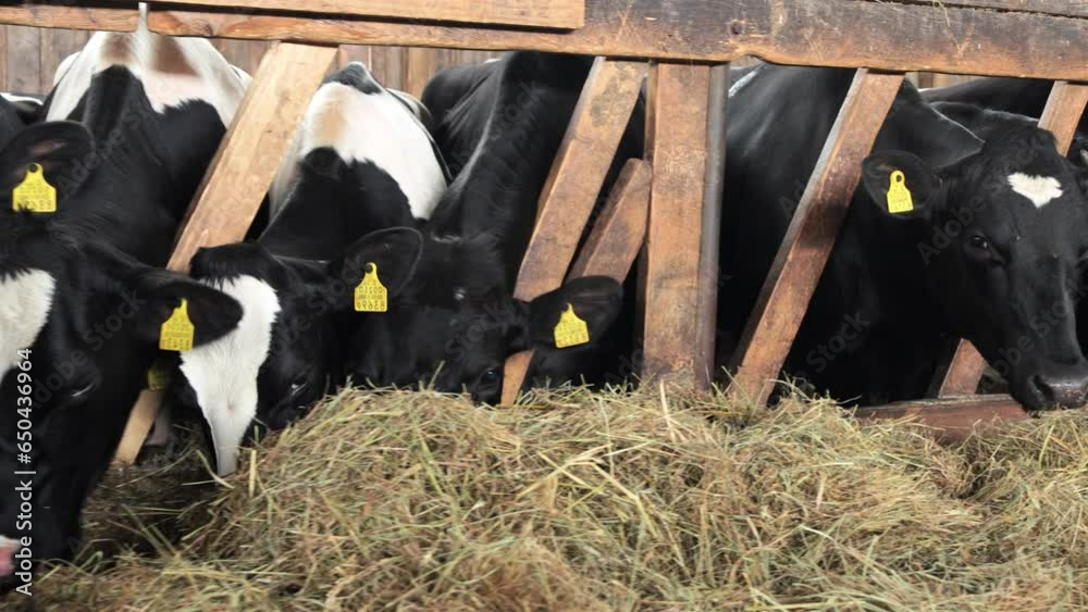 milk cows on an eco farm eating hay. Red and white cows, good animal ...