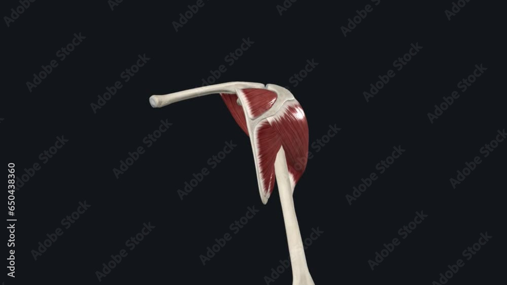 The scapulohumeral muscles are a group of seven muscles that connect ...