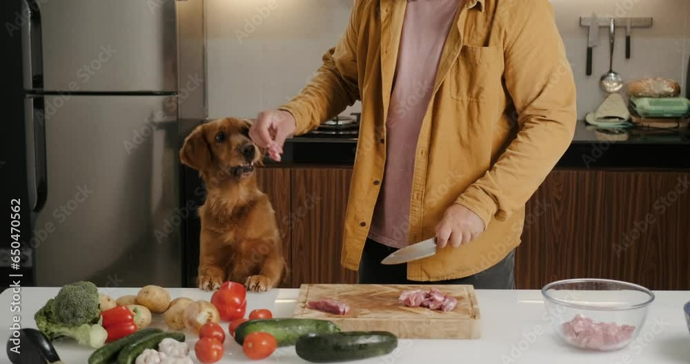 A dog helps its owner prepare food in the kitchen. A golden retriever ...