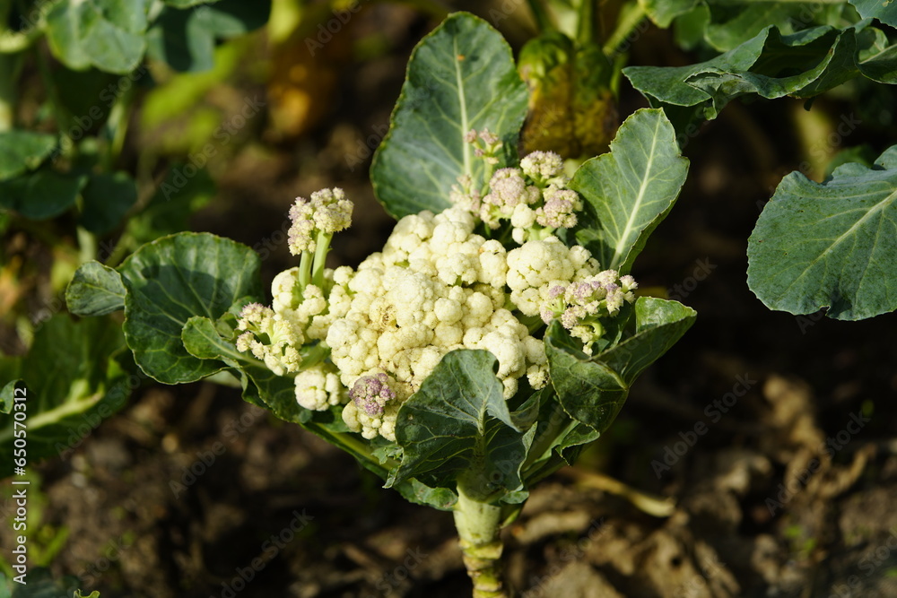 Brassica oleracea is a plant species from family Brassicaceae that ...