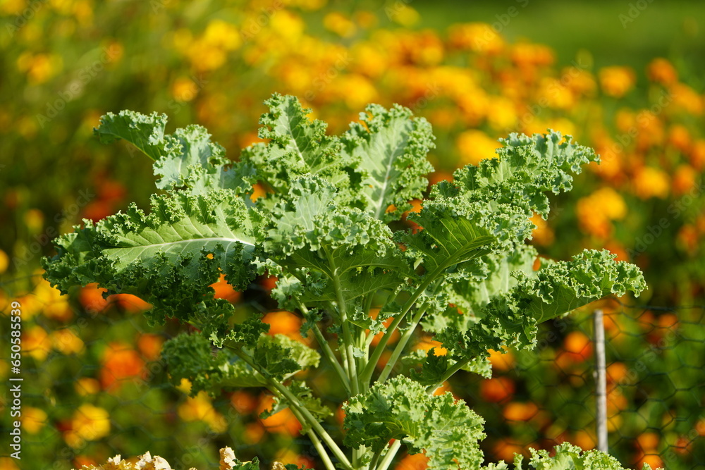 Kale also called leaf cabbage, Ostfriesische Palme, belongs to a group ...