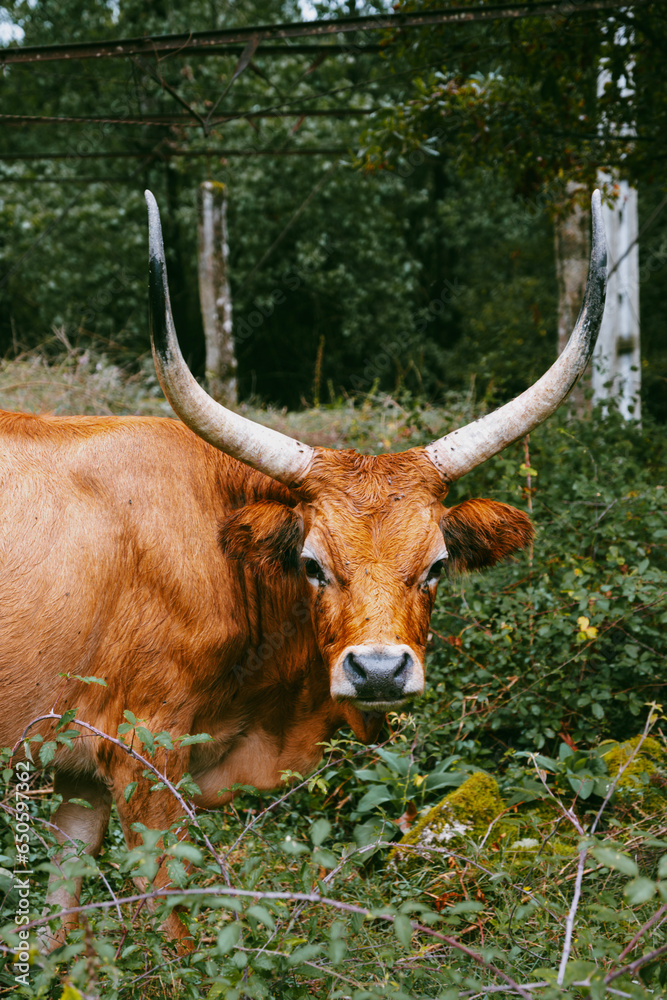 bull, cow on mountain in Portugal - Portuguese mountain longhorn cattle ...