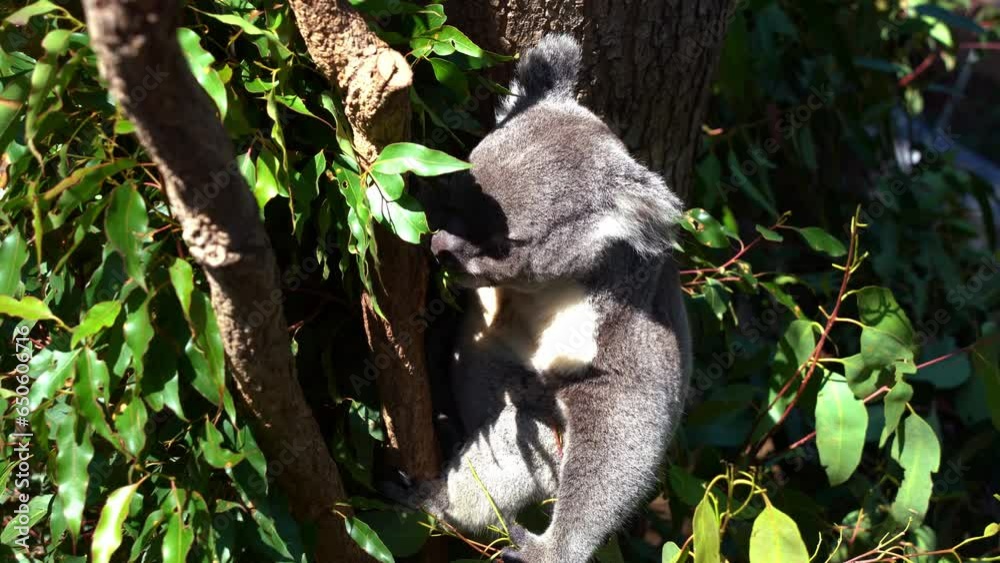 Cute and fluffy herbivorous northern koala, phascolarctos cinereus on ...