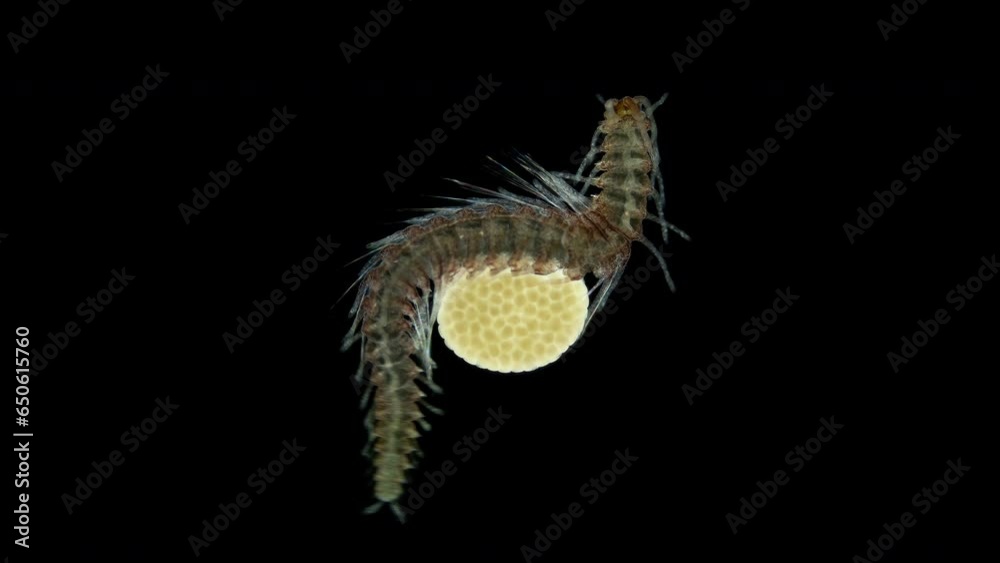 Female polychaete worm Myrianida prolifera under microscope, family ...