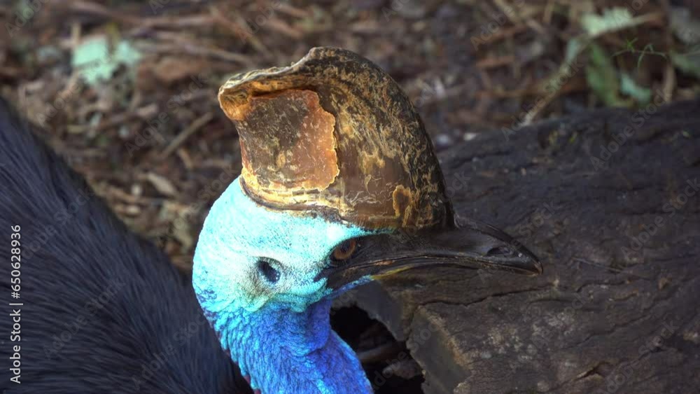 Close up portrait head shot capturing a southern cassowary casuarius ...