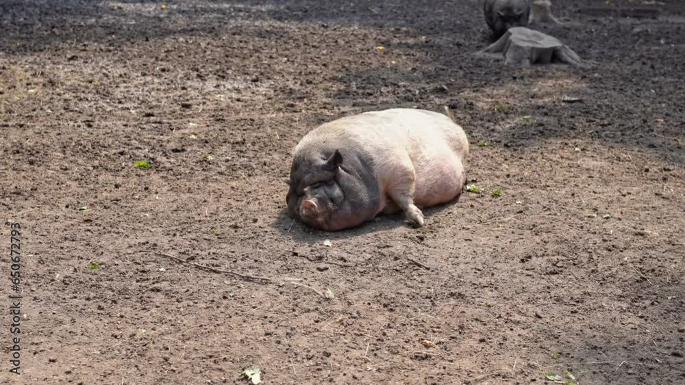 Natural view of an African fat pig sleeping on the mud ground. A lazy ...