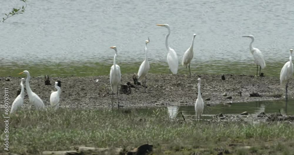 Egrets are a group of wading birds that belong to the family Ardeidae ...