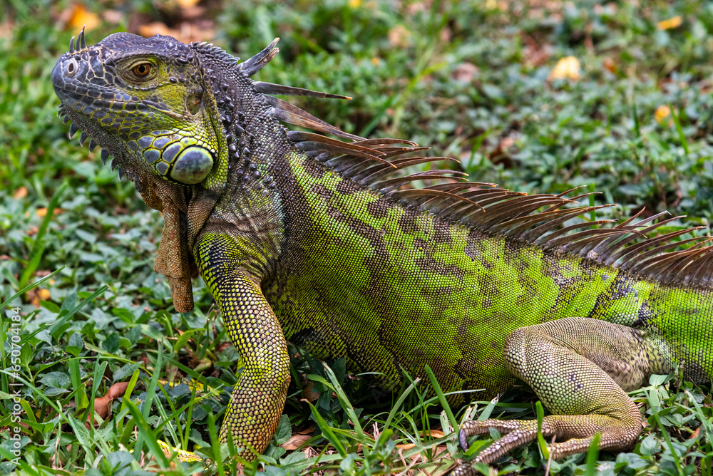 The green iguana, also known as the American iguana or the common green ...
