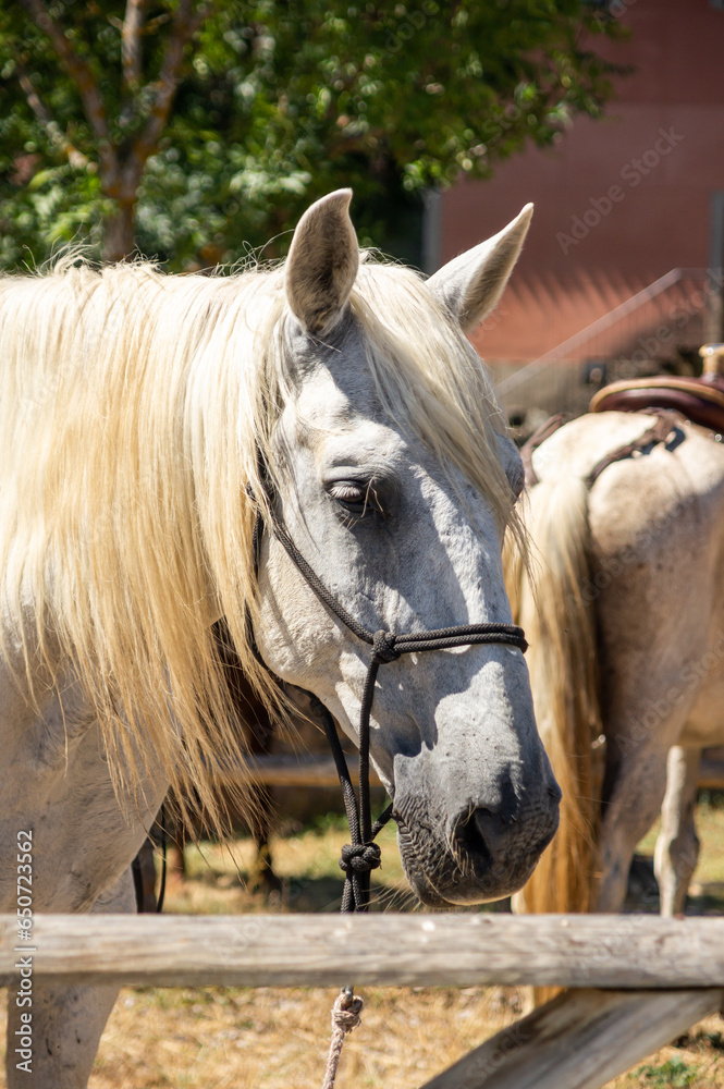 Retrato de caballo blanco con cabestro con crines doradas. Stock Photo ...