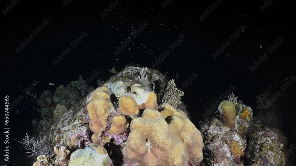 This lobe coral is releasing spawn into the water column which can be ...