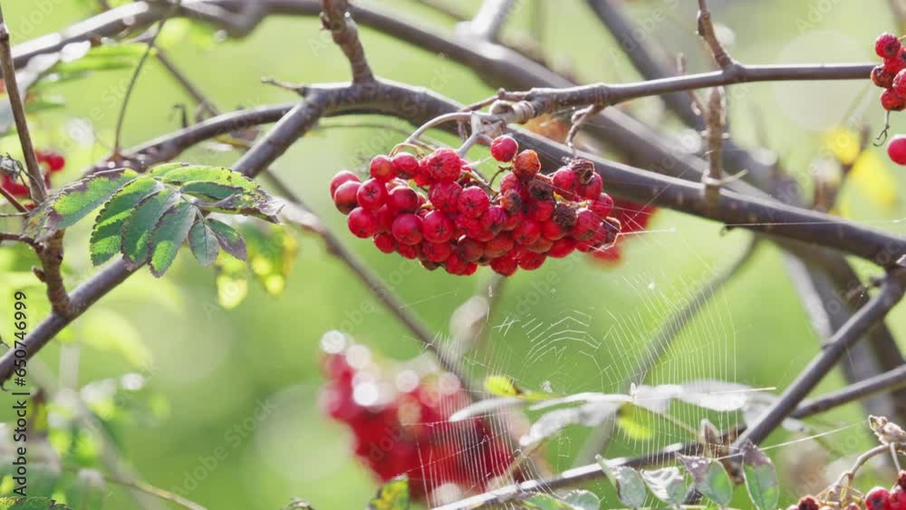 Video reveals ripe Rowan berries on a sunlit morning. The Rowan, a ...