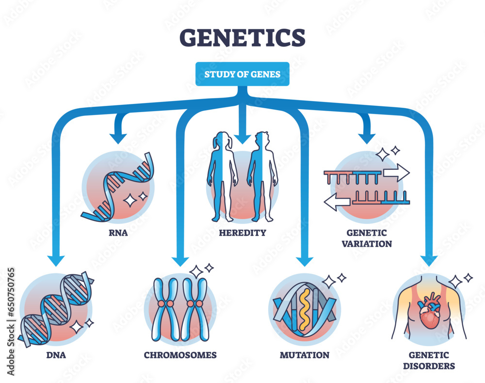 Areas of study within genetics and gene learning fields outline diagram ...