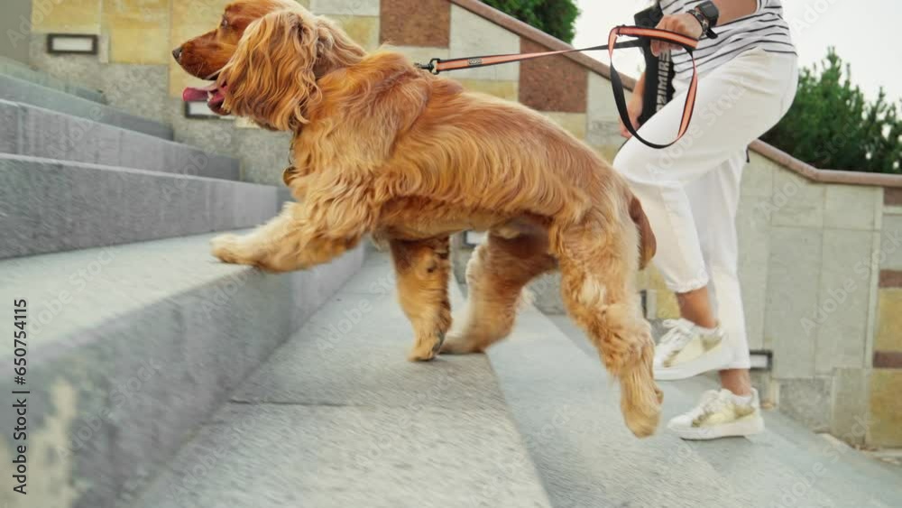 Woman walking upstairs with her dog outdoors. Happy dog outdoors ...
