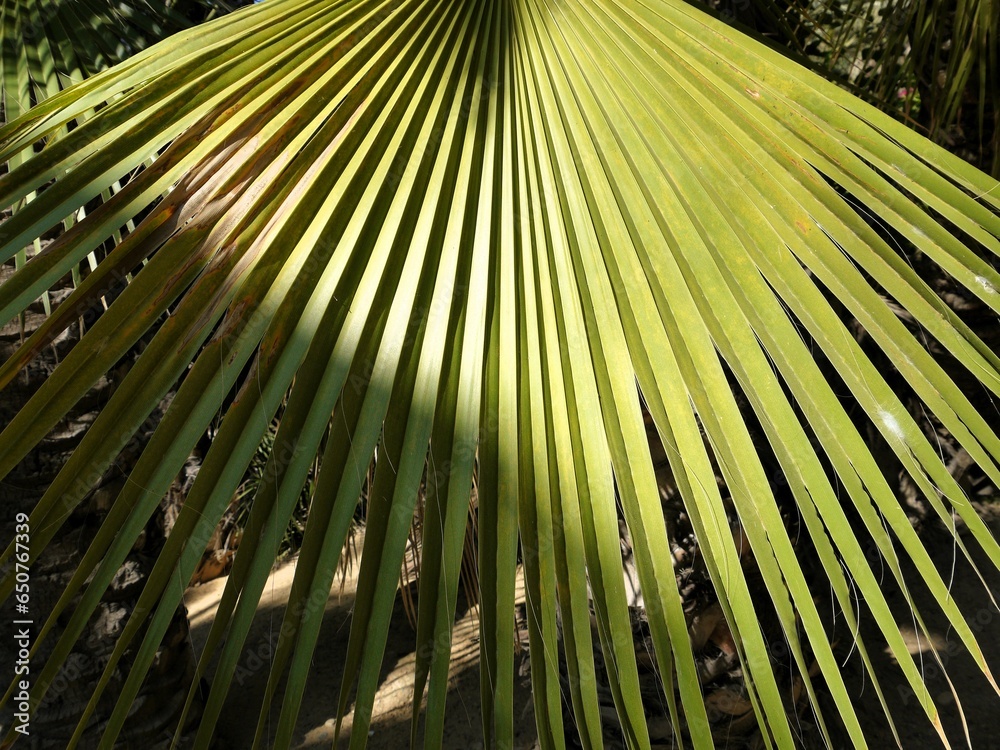 Palm leaves (Trachycarpus fortunei), palm tree excelsa. Hoja de palma ...