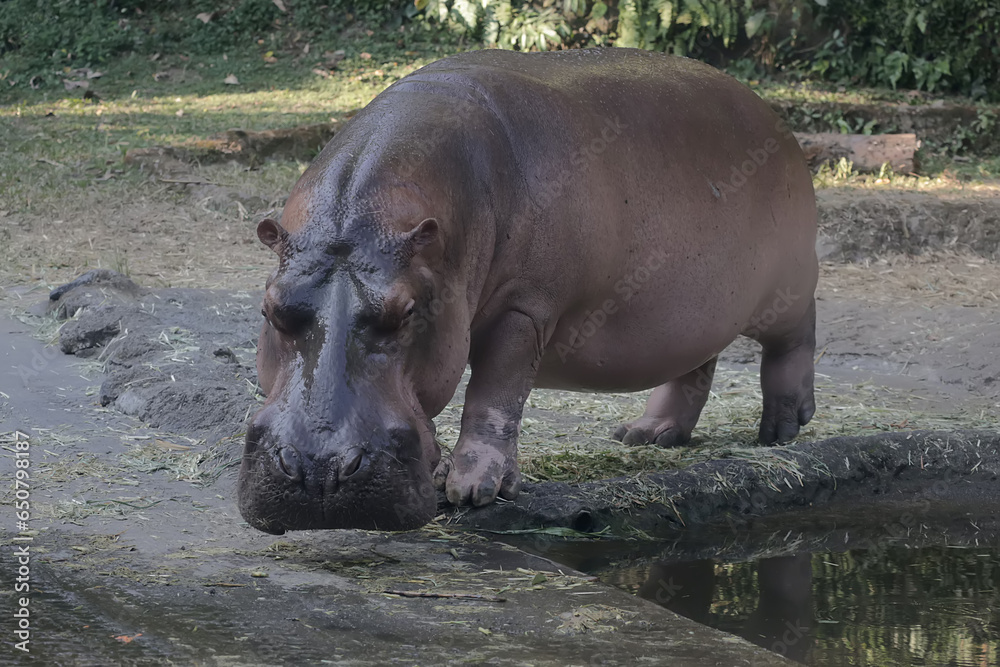 A hippopotamus is walking towards a pond to drink. This mammal with a ...