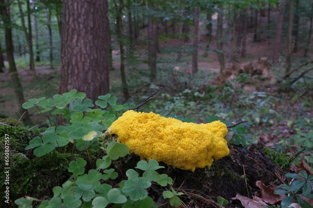 Amazing colourful slime mold Fuligo septica - slime molds are ...