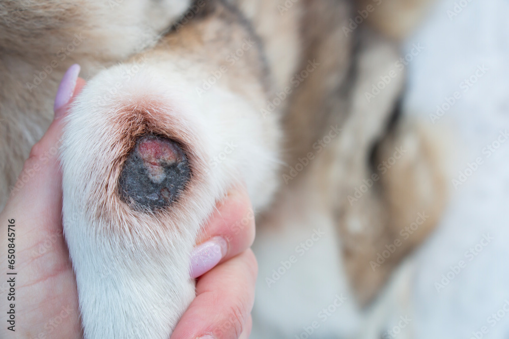 wound on the paw of a dog animal, purulent infection for veterinary ...