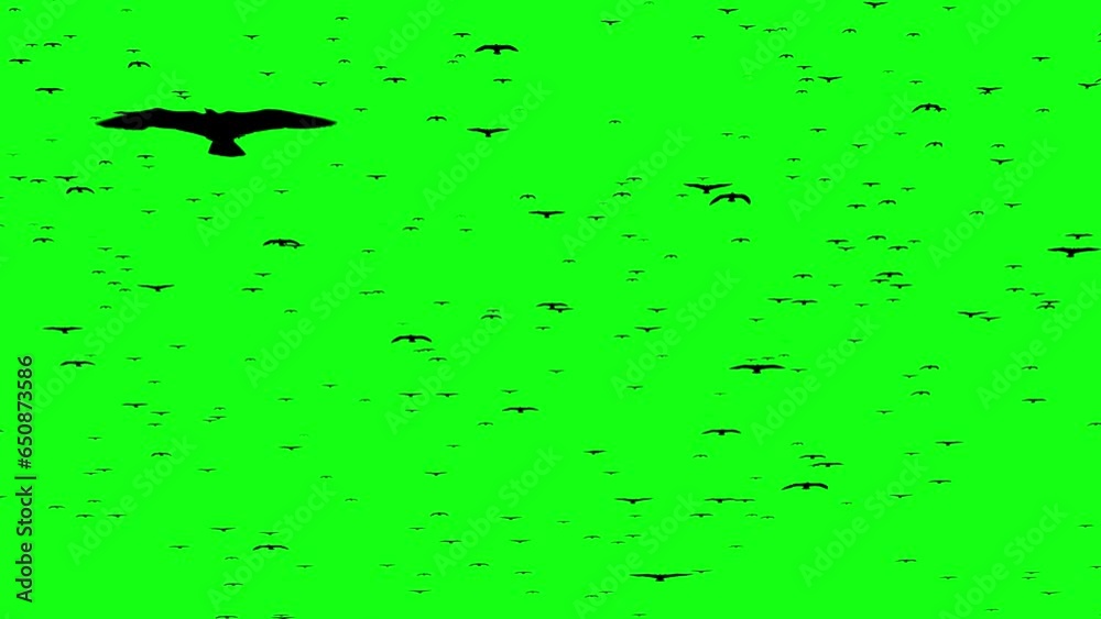 Black And White Birds Are Flying On Green Screen, Silhouette Birds ...