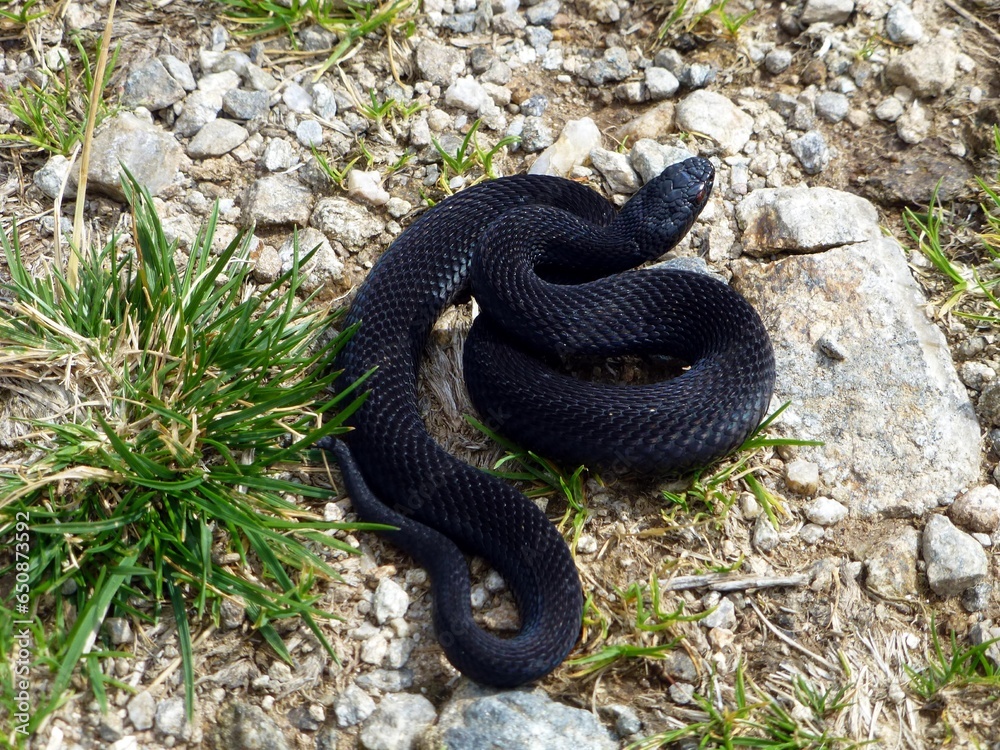 Venomous black Vipera berus, European adderley, European viper ...