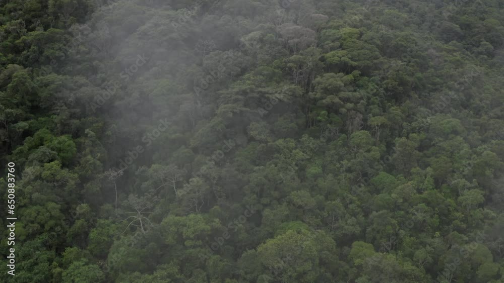 Flying above Tres Picos State Park rainforest green vegetation, aerial ...