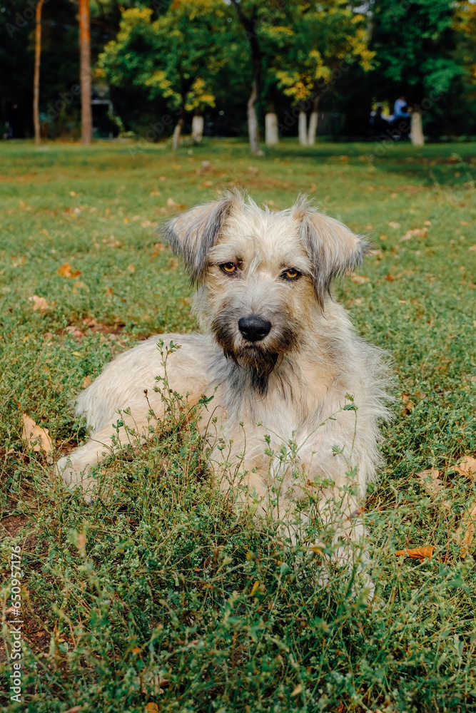 The grey shaggy dog is a homeless mutt lying on the green grass in a ...