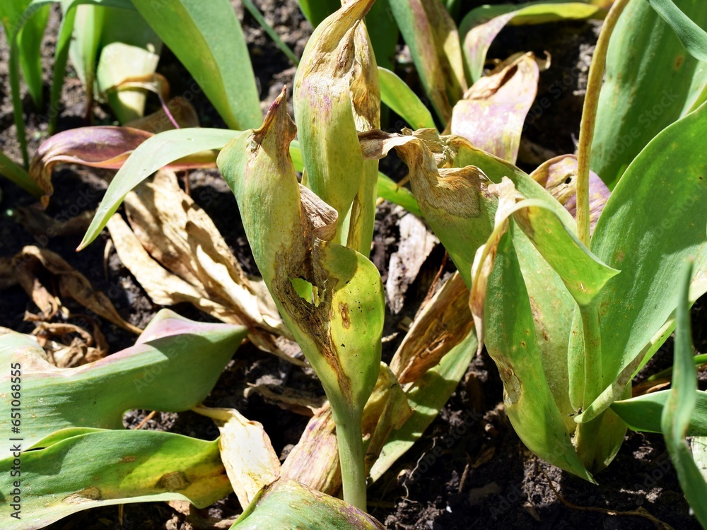 Tulip fire disease on tulips. Fungal disease caused by Botrytis tulipae ...