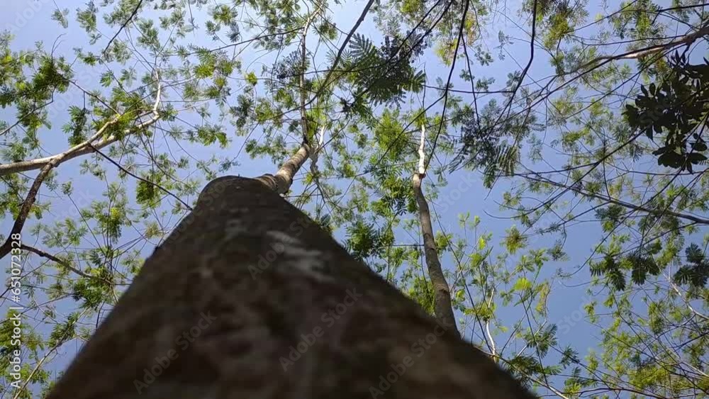 Vidéo Stock The sengon tree or Albizia chinensis is blown by the gentle ...