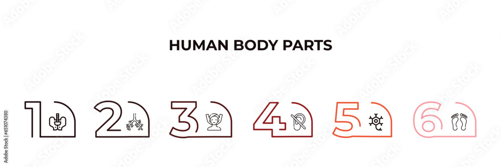 hip bone, lungs with the trachea, face of a woman, ear lobe side view ...