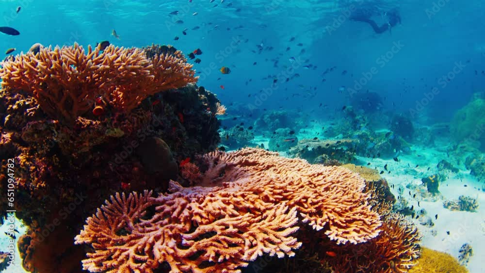 Coral reef in Indonesia. Camera moves forward and glides underwater ...