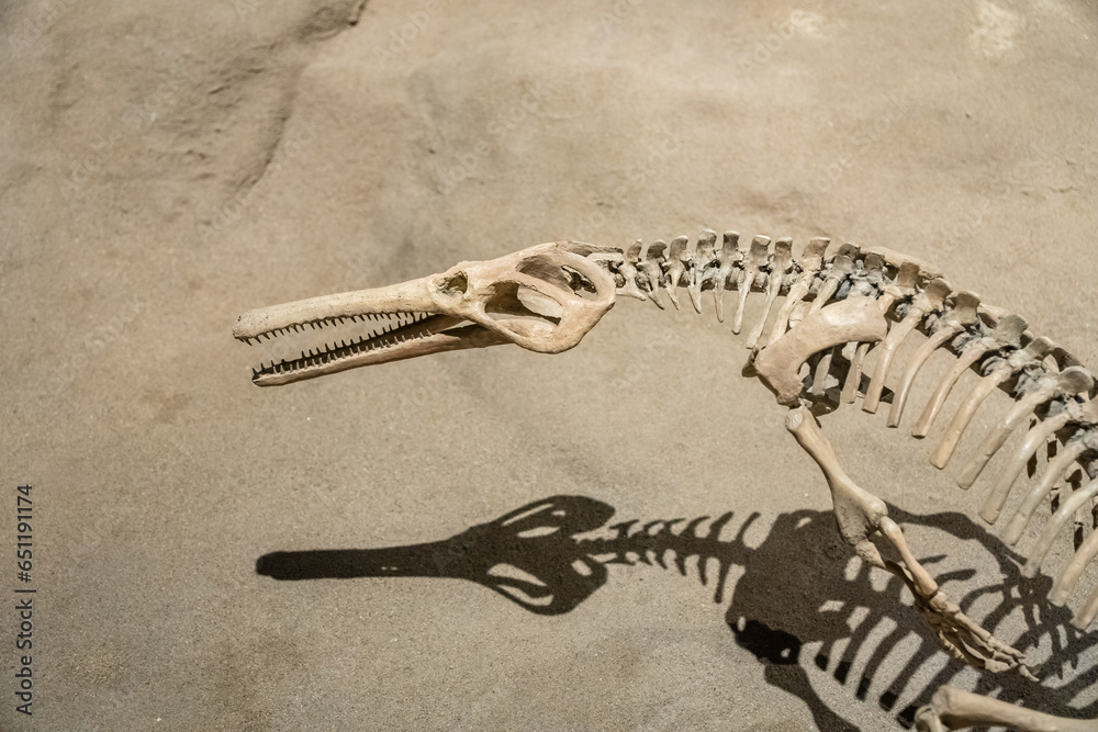 Fossilized skeleton of a dinosaur on display in a palaeontology museum ...