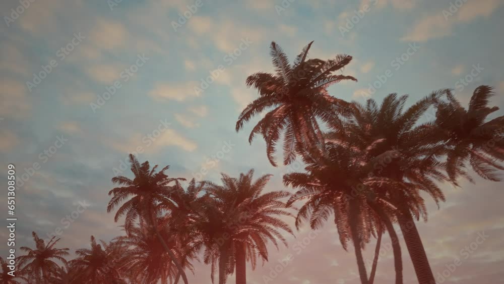 Movement through palm alley bottom view of coconut palm trees in the ...