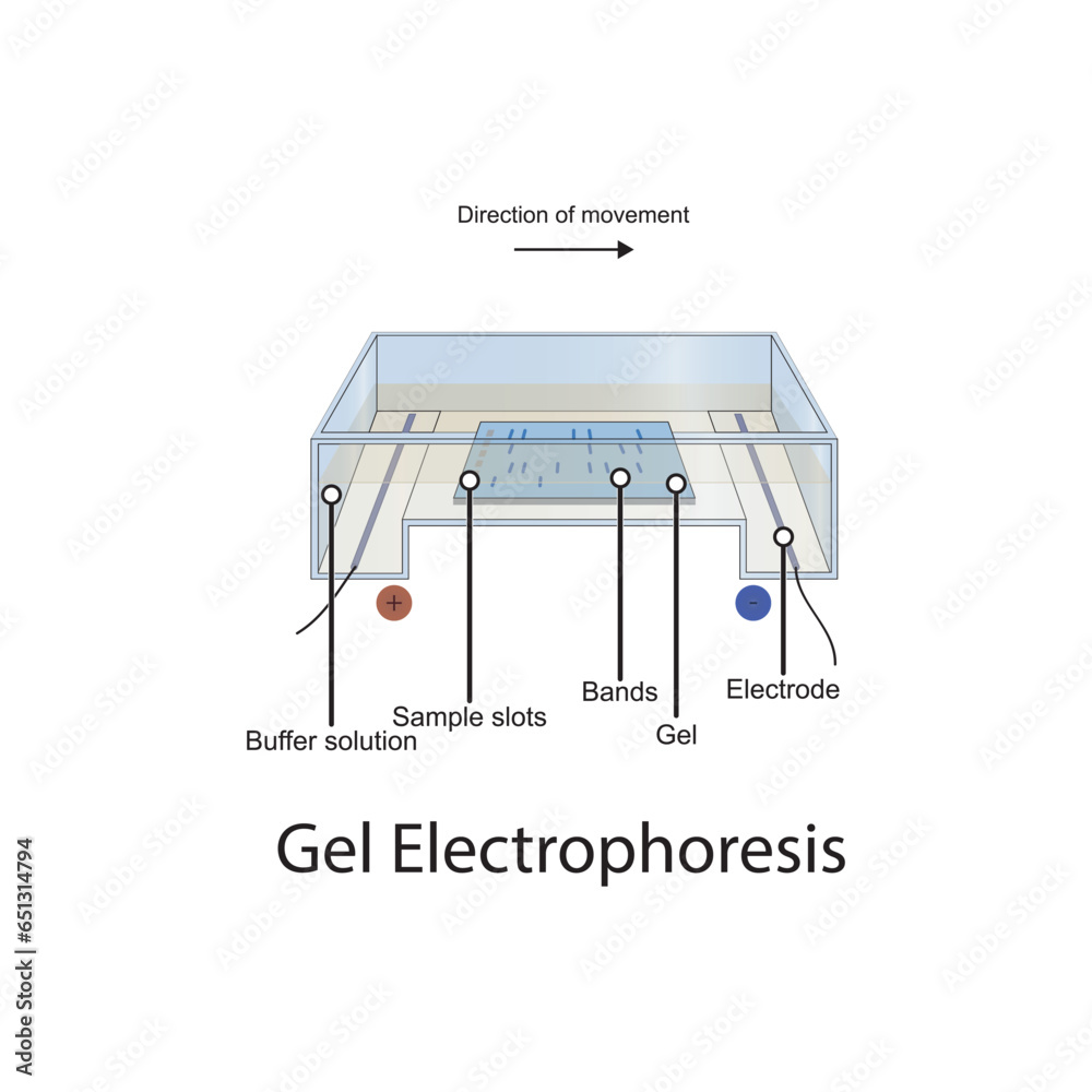 Diagram showing gel electrophoresis apparatus - labolatory equipment ...