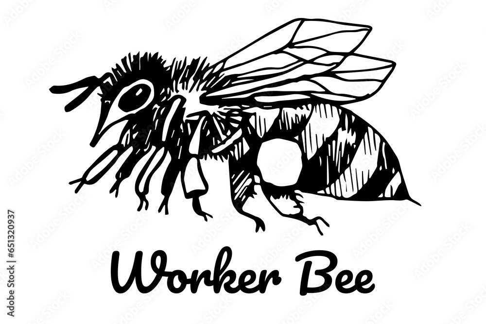 Worker bee hand drawing vector illustration, vintage engraved style ...
