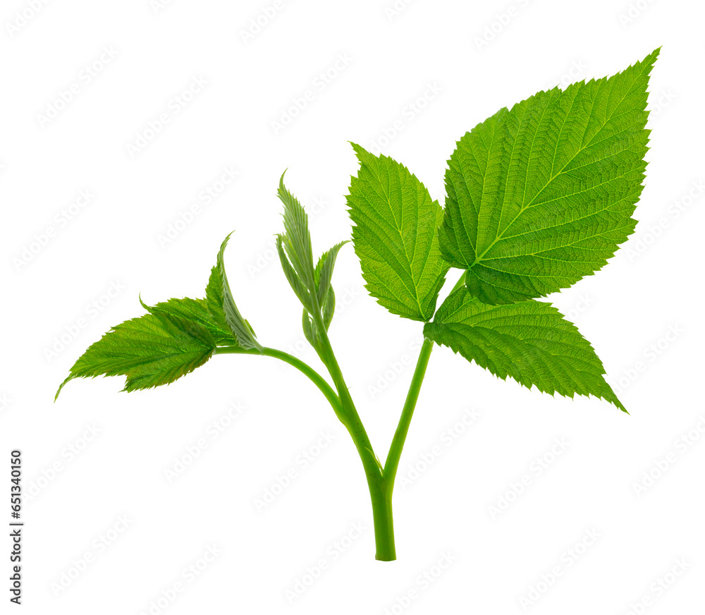 raspberry leaf. branches with leaves on transparent, png. organic ...