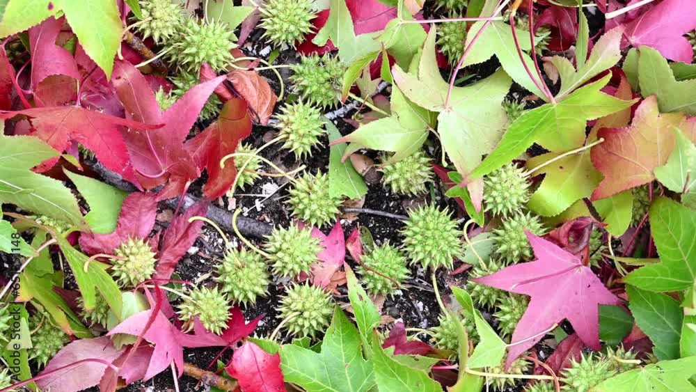 4K HD video zooming in on green Sweet gum tree seed pod from ...