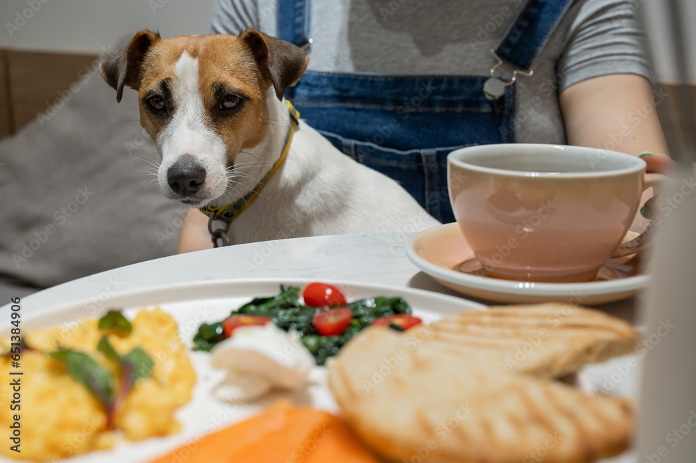 Poster Jack Russell sits on the lap of the hostess in a cafe and looks ...