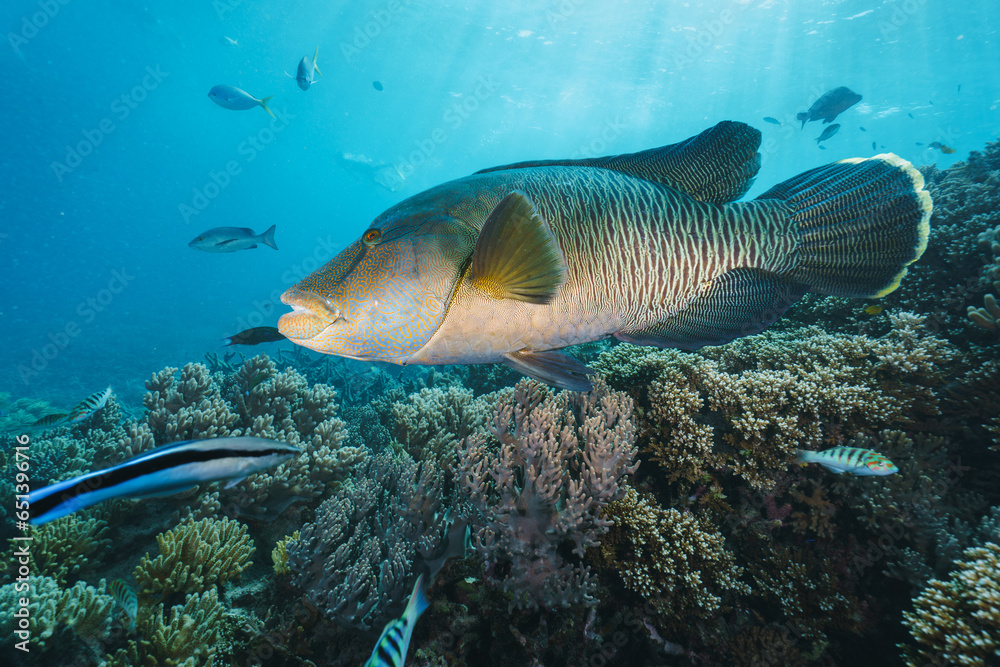 Cheilinus undulatus, maori wrasse humphead fish in australia Stock ...